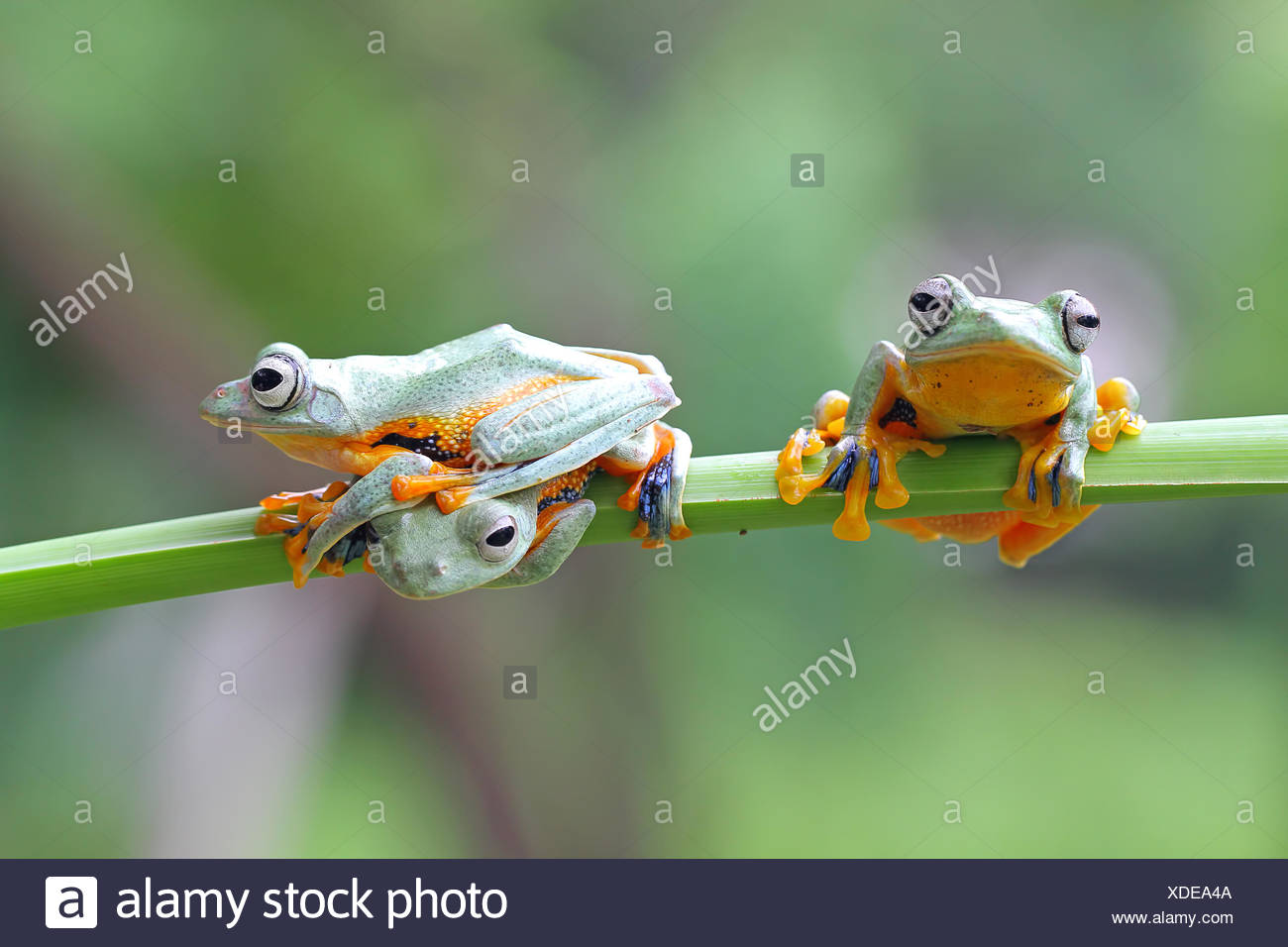 Three Javan Gliding Tree Frogs On A Plant High Resolution Stock ...