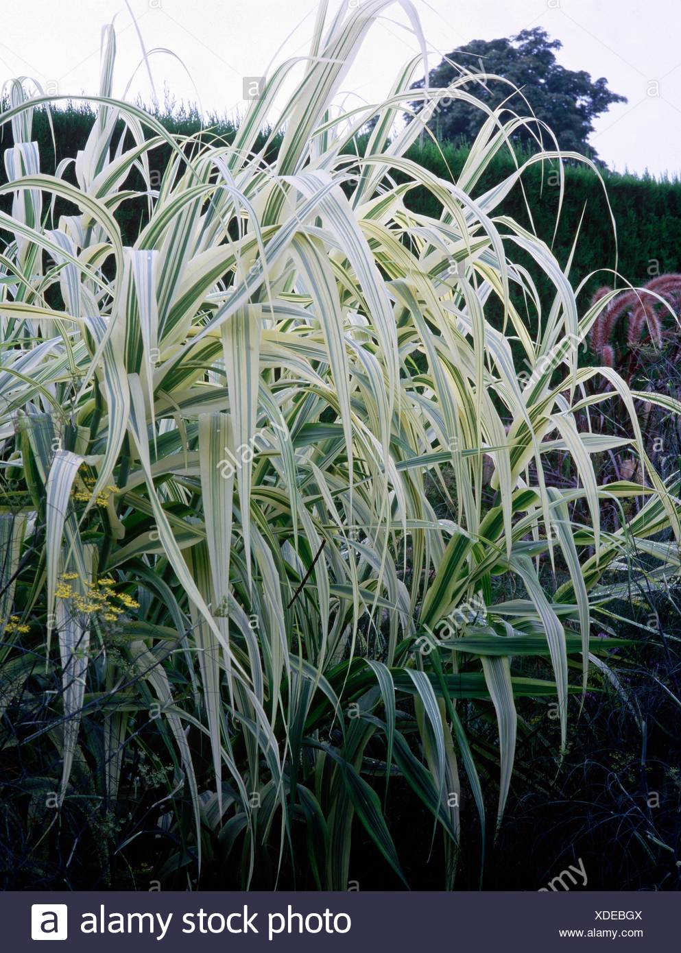 Arundo Donax Variegata Stock Photos & Arundo Donax Variegata Stock ...