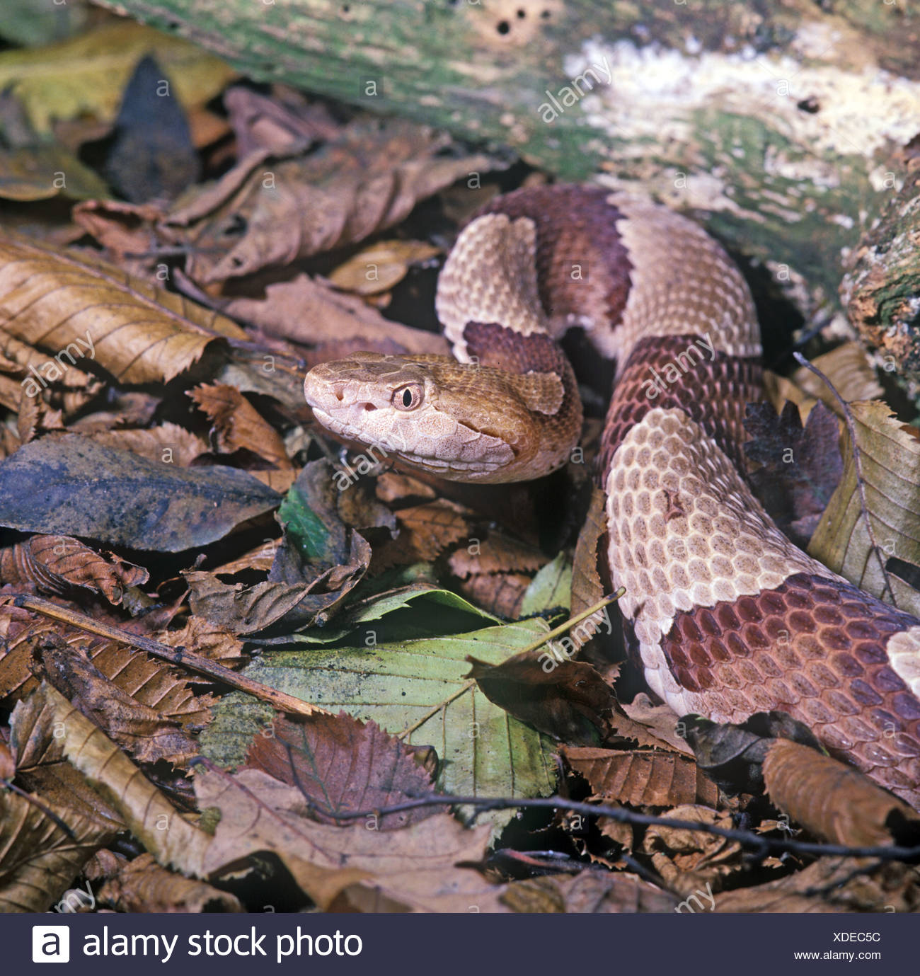 Copperhead Snake Close Up High Resolution Stock Photography and Images ...