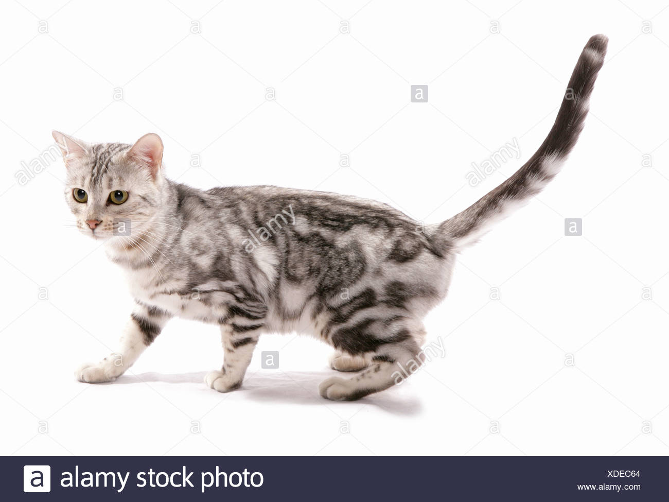 Bengal Cat Marbled Bengal High Resolution Stock Photography and Images ...