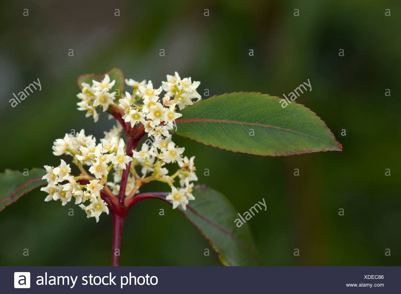 Catha Edulis High Resolution Stock Photography and Images - Alamy