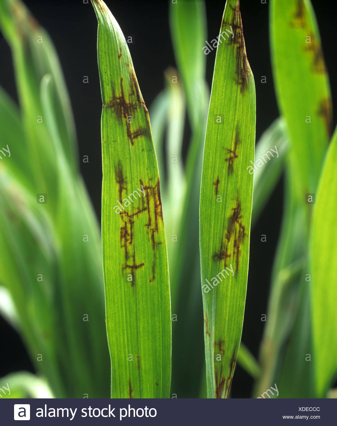 Pyrenophora High Resolution Stock Photography and Images - Alamy