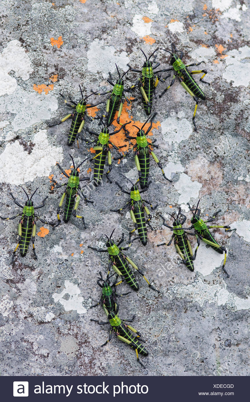 Green Milkweed Locust Stock Photos & Green Milkweed Locust Stock Images ...