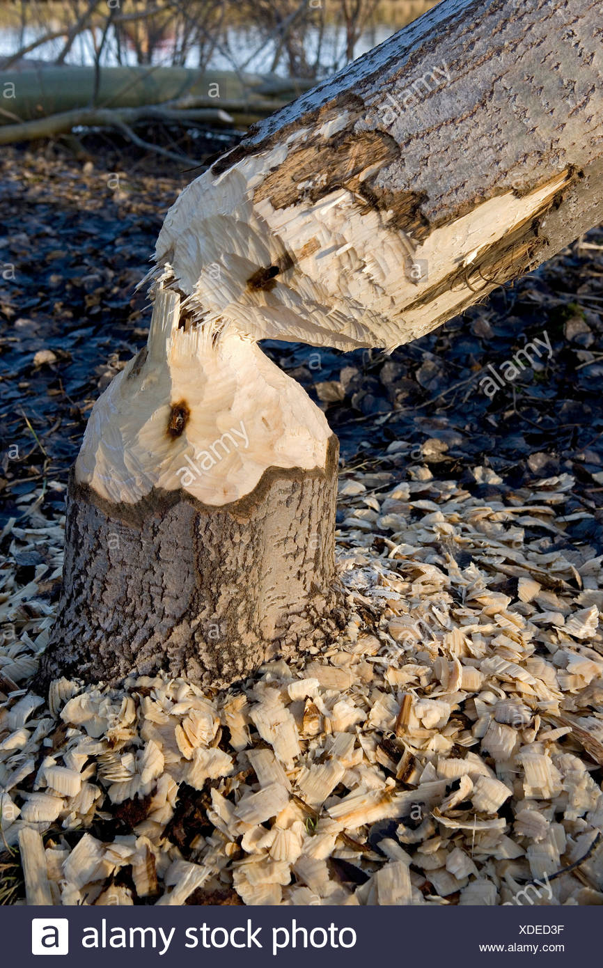 Beaver Chewed Tree High Resolution Stock Photography and Images - Alamy