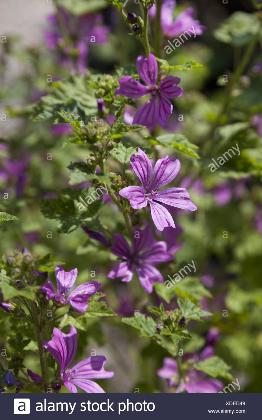 Malva Sylvestris Stock Photos & Malva Sylvestris Stock Images - Alamy