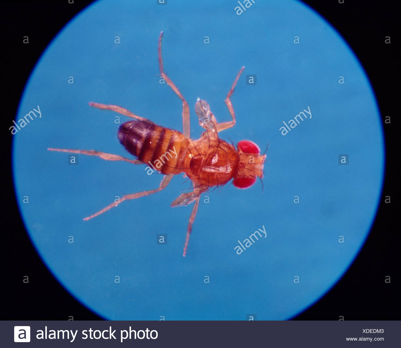 Drosophila Melanogaster Eyes High Resolution Stock Photography and ...