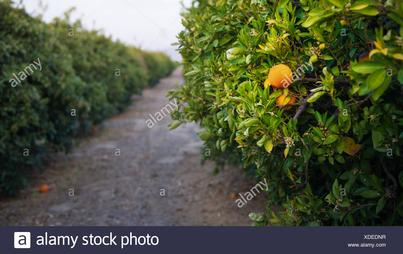 Orange Grove Stock Photos & Orange Grove Stock Images - Alamy