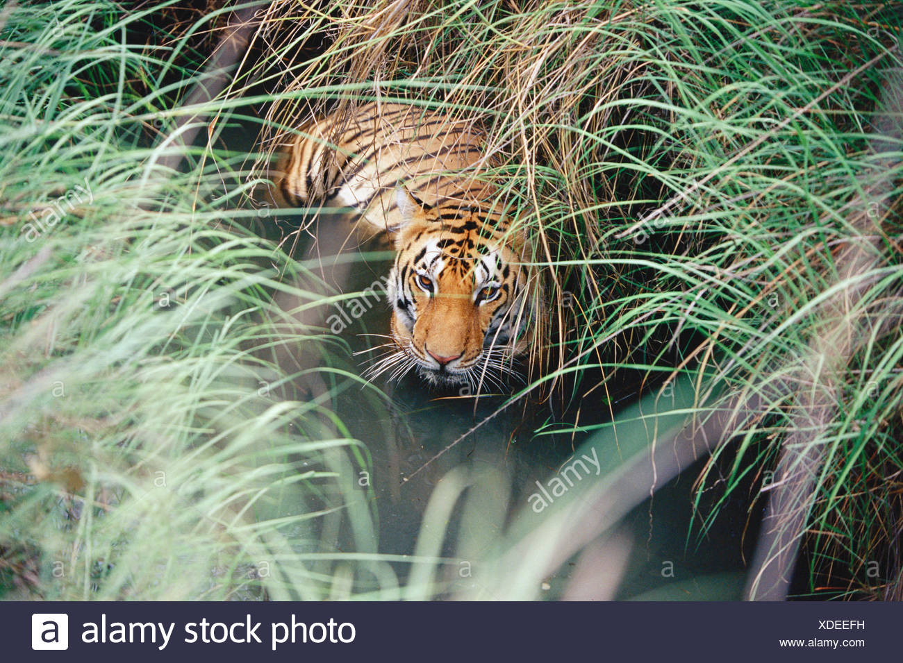 Tiger Hiding Grass High Resolution Stock Photography and Images - Alamy