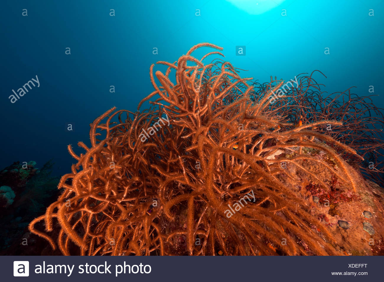 Rumphella Stock Photos & Rumphella Stock Images - Alamy
