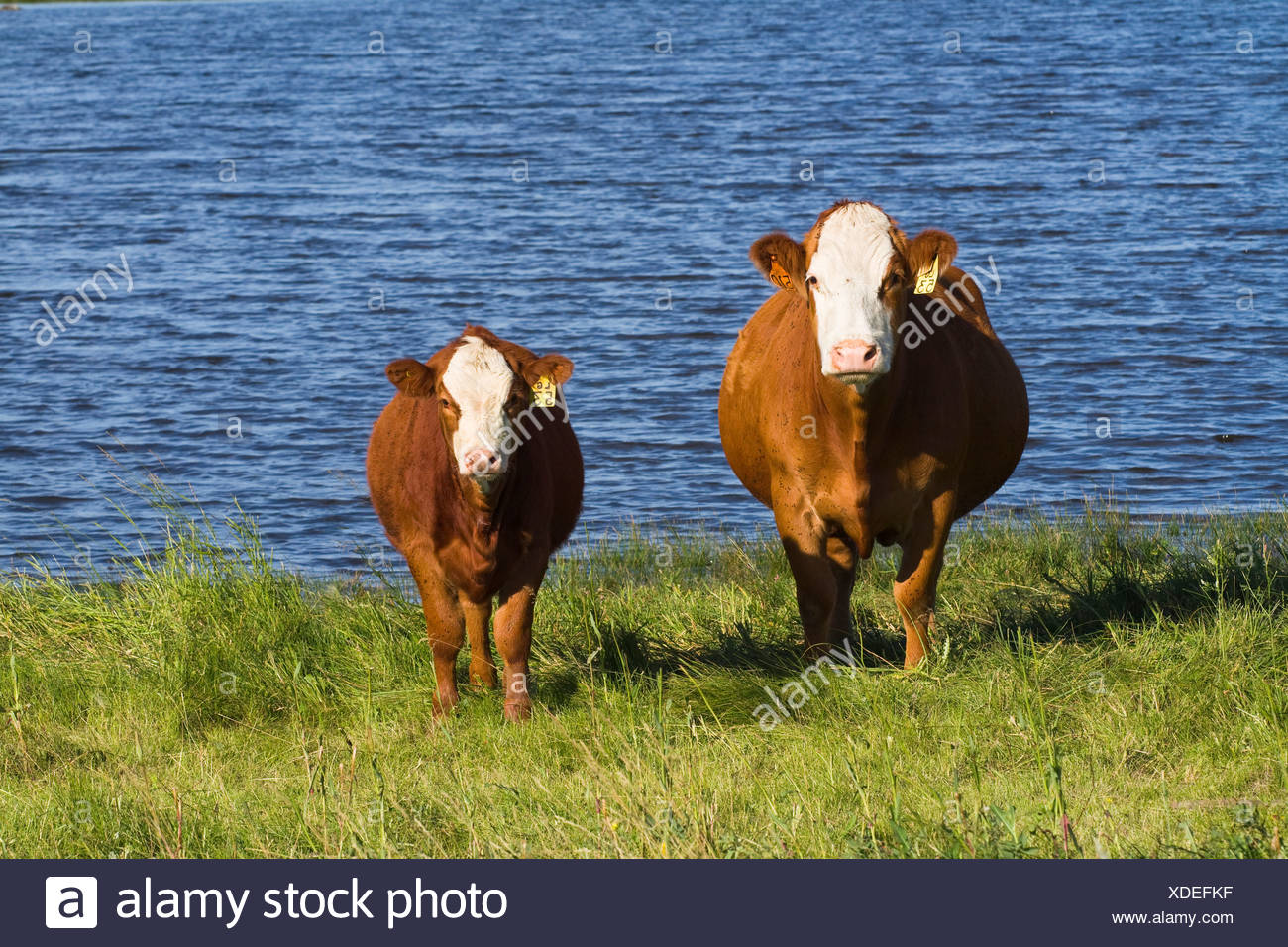 Red And White Faced Cattle High Resolution Stock Photography and Images ...