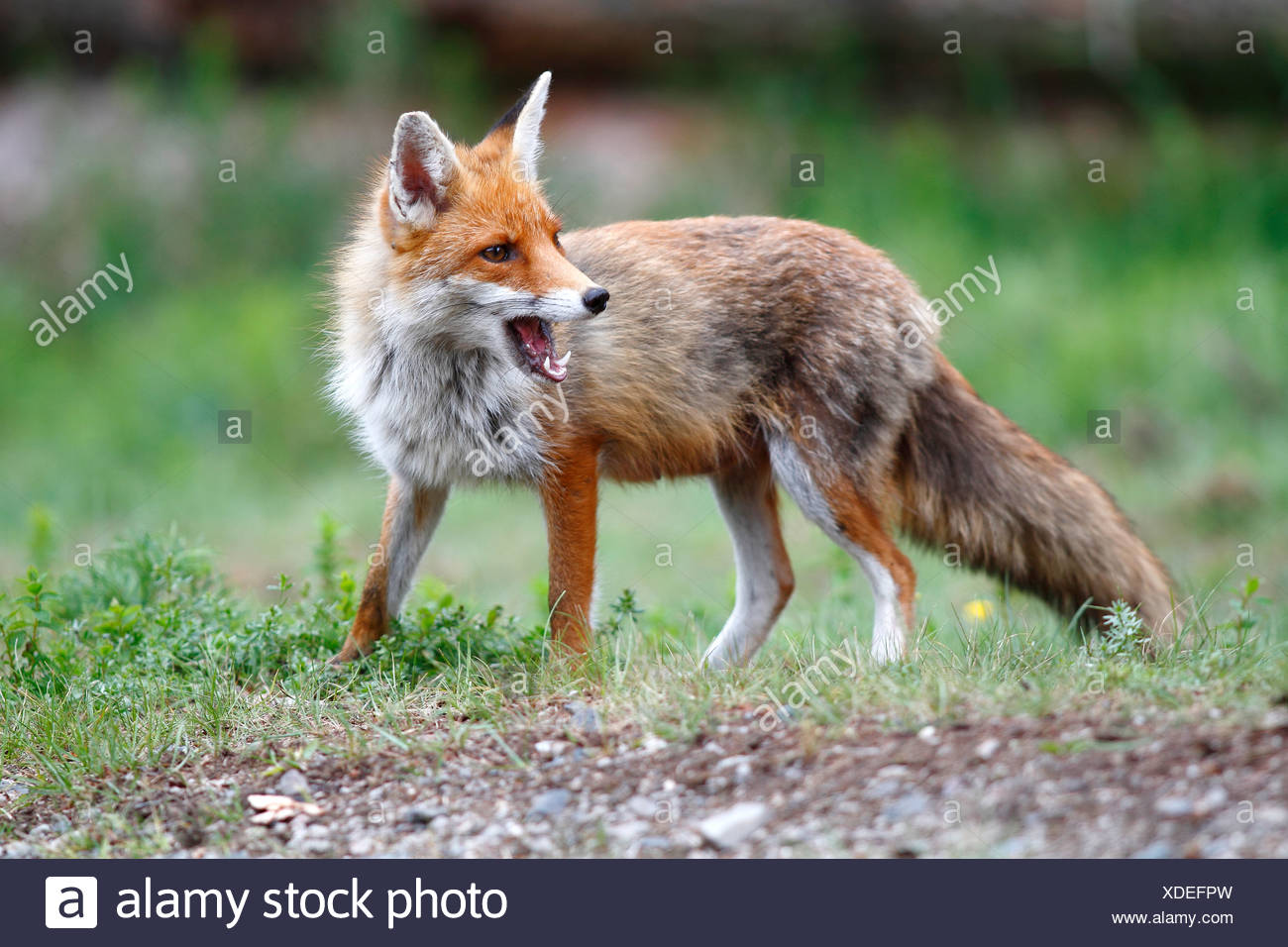 Red Fox Mouth Open High Resolution Stock Photography and Images - Alamy