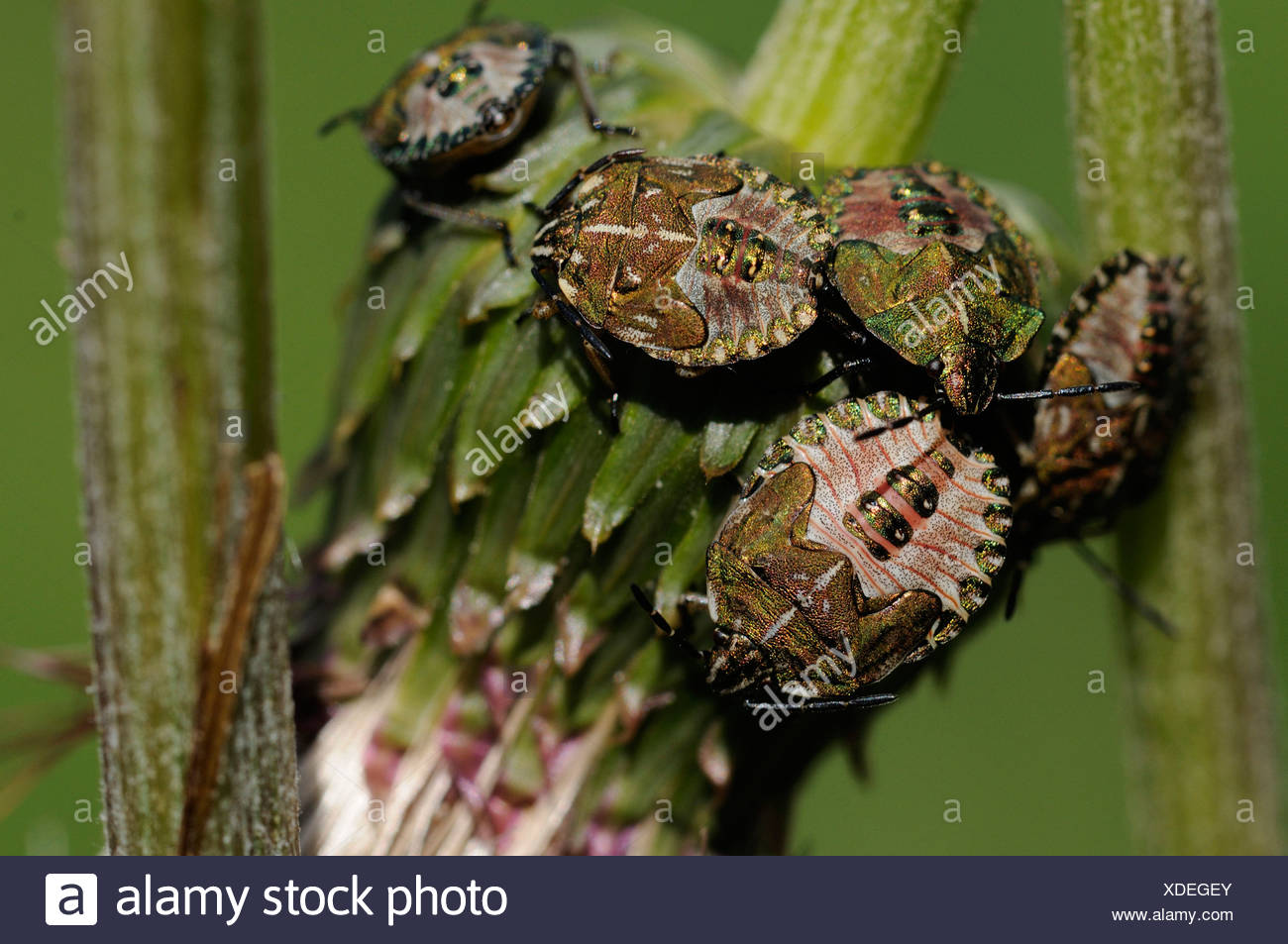 Pentatomidae Bugs High Resolution Stock Photography and Images - Alamy