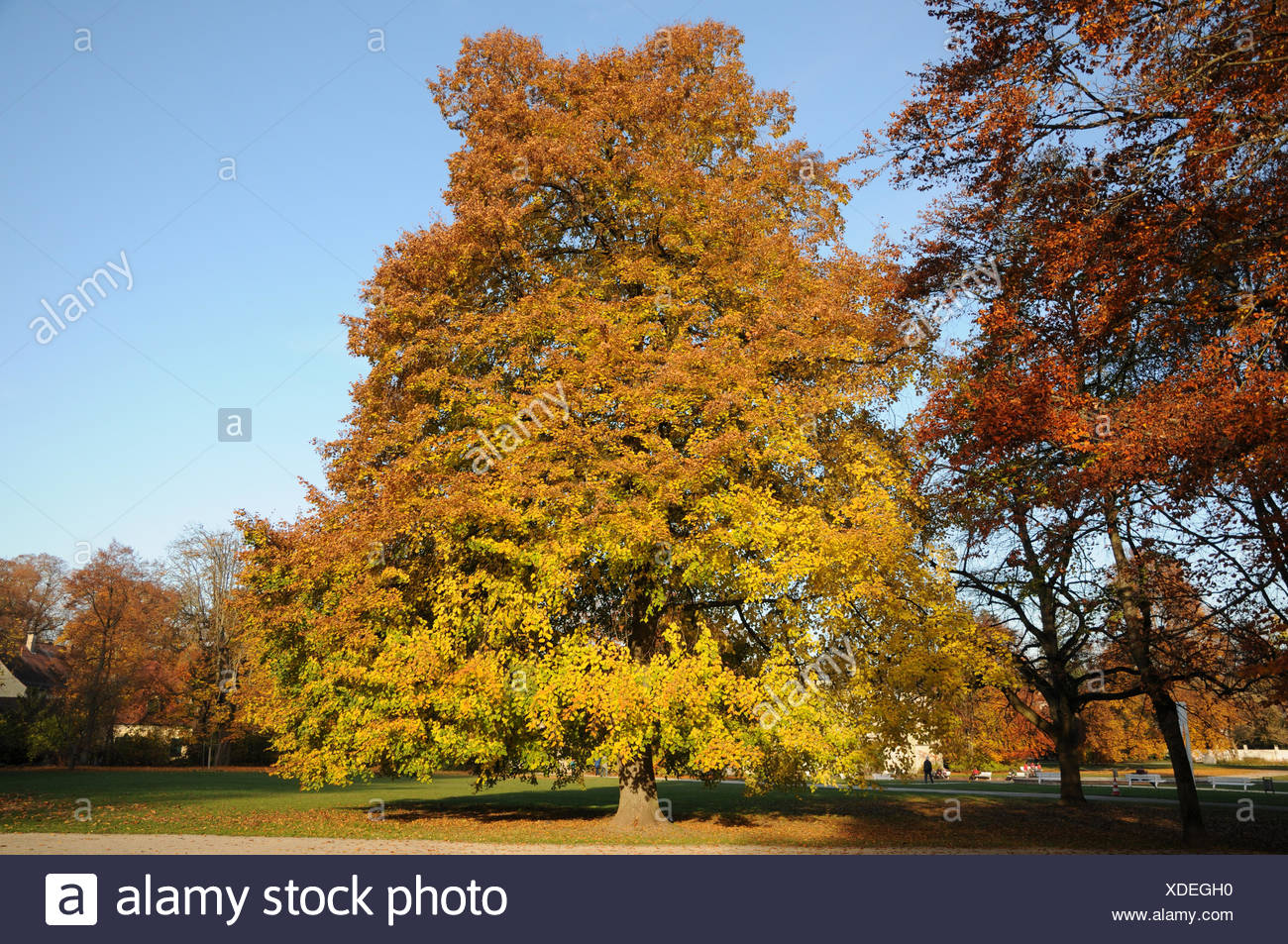 Common Lime Tree Autumn Leaf High Resolution Stock Photography and ...