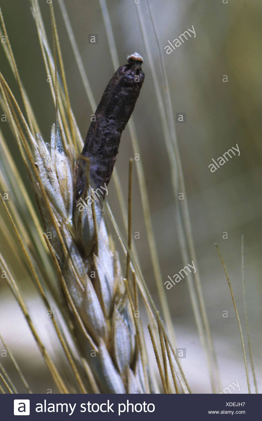 Ergot Of Rye High Resolution Stock Photography and Images - Alamy