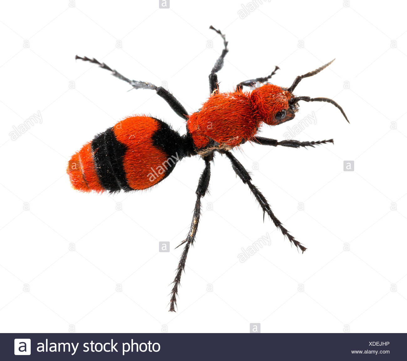 Velvet Ant Or Mutillidae High Resolution Stock Photography and Images ...