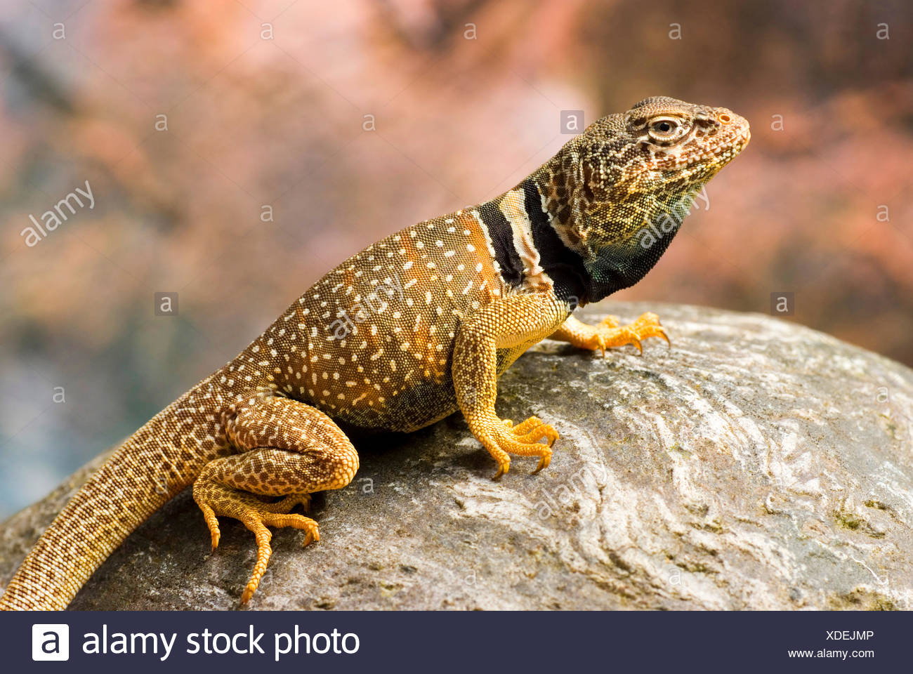 Collared Lizard High Resolution Stock Photography and Images - Alamy