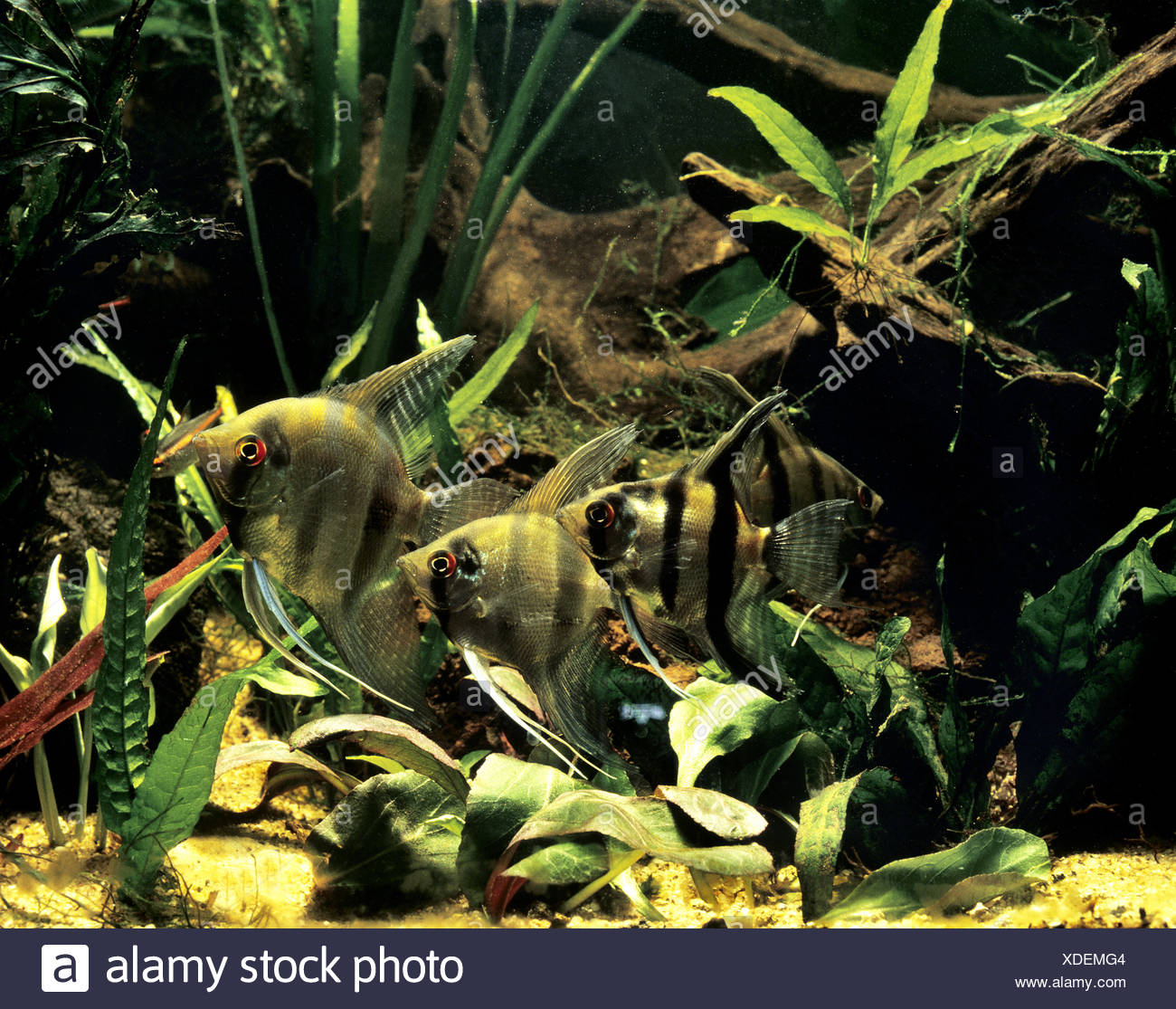 Angelfish Pterophyllum High Resolution Stock Photography and Images - Alamy