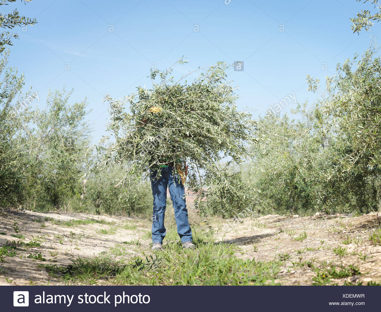 Olive Tree Grove High Resolution Stock Photography and Images - Alamy
