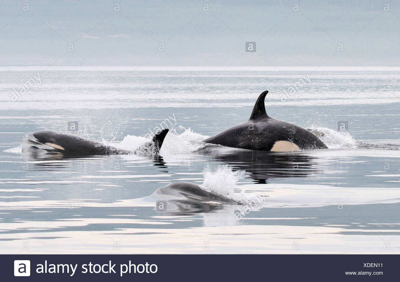 Baby Killer Whale High Resolution Stock Photography and Images - Alamy