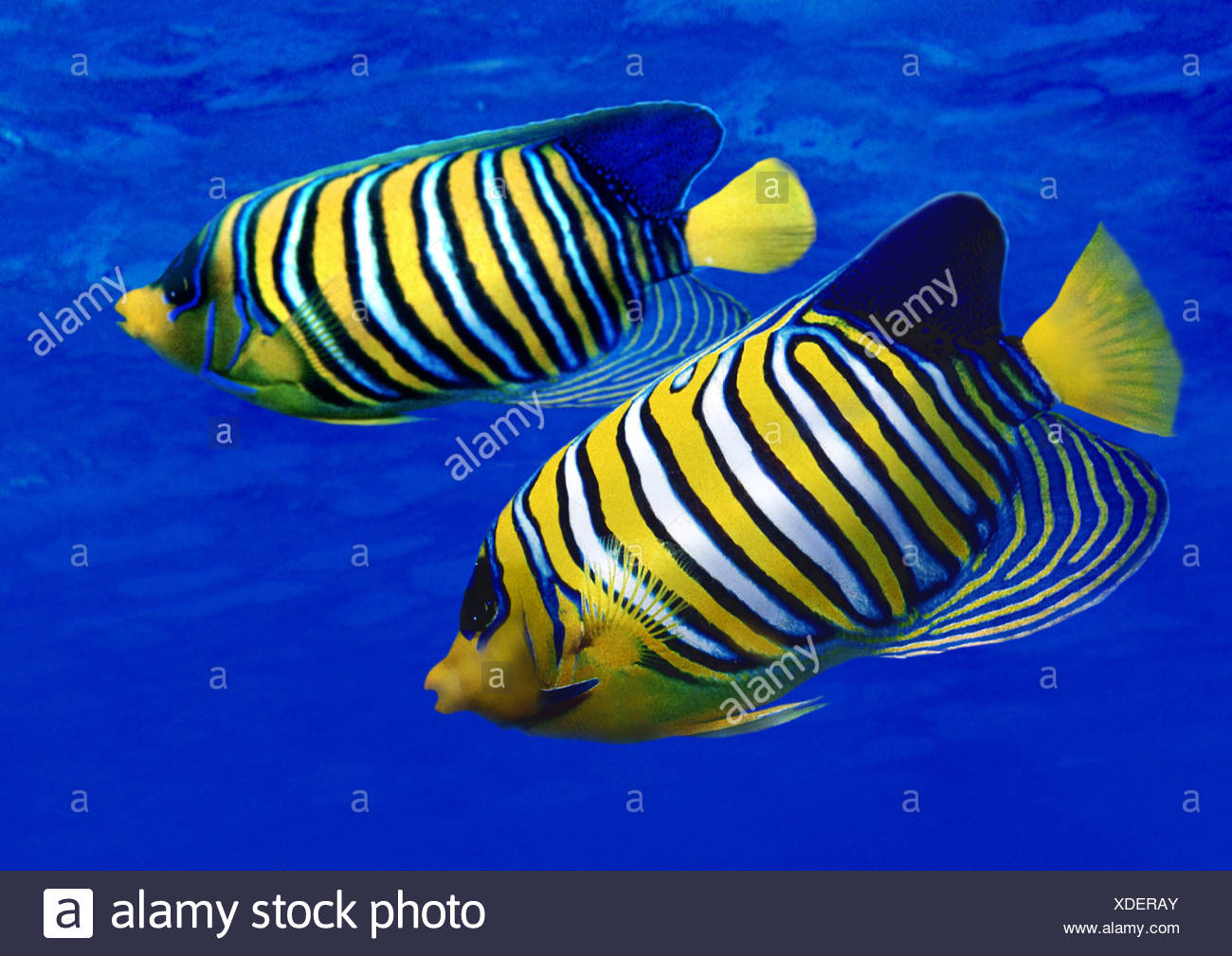 Blue Angelfishes High Resolution Stock Photography and Images - Alamy
