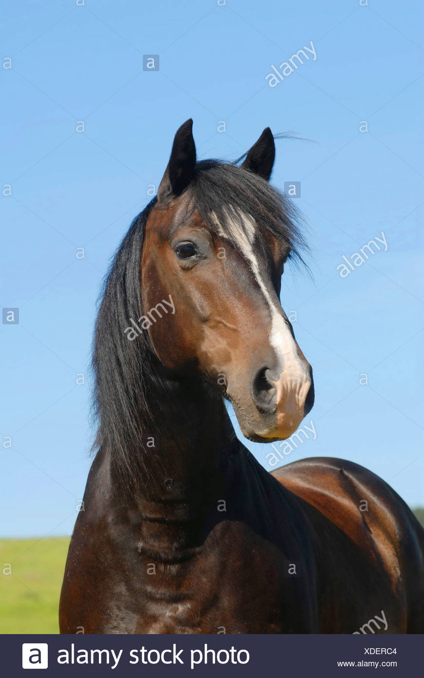 Welsh Horses High Resolution Stock Photography and Images - Alamy