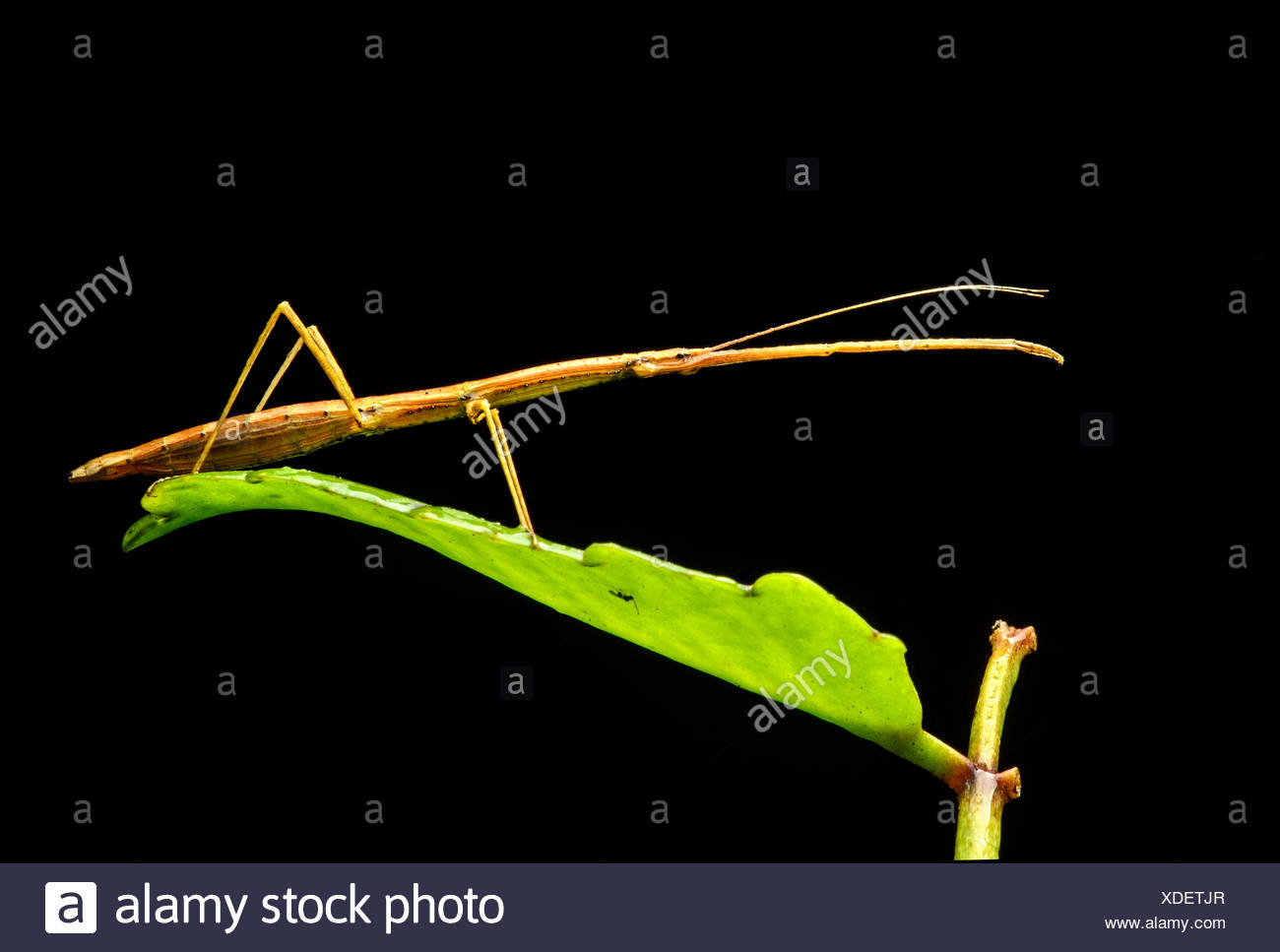 Phasmatodea Stock Photos & Phasmatodea Stock Images - Alamy