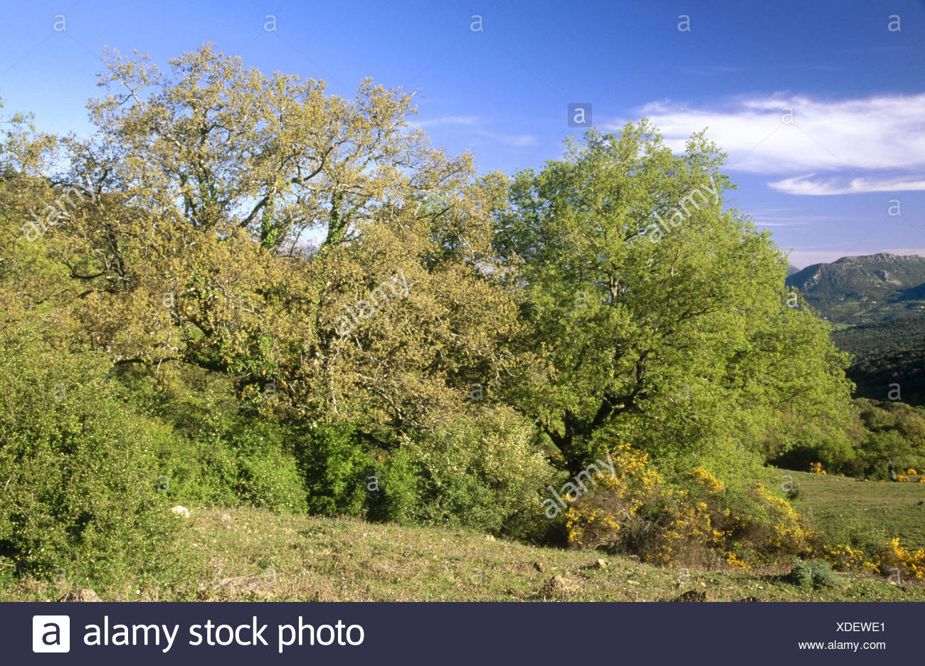 Quercus Canariensis High Resolution Stock Photography and Images - Alamy
