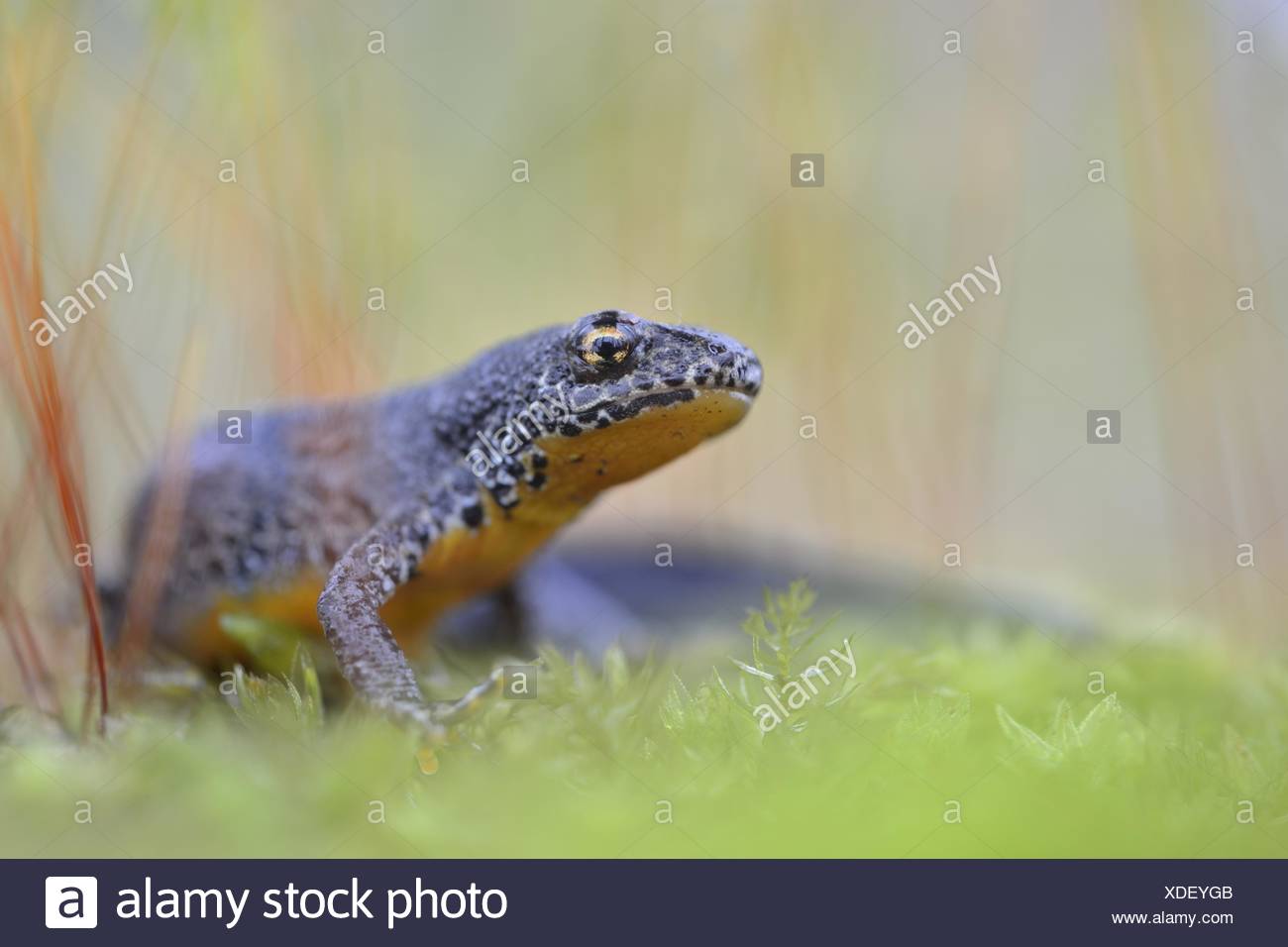 Smooth Newts High Resolution Stock Photography and Images - Alamy