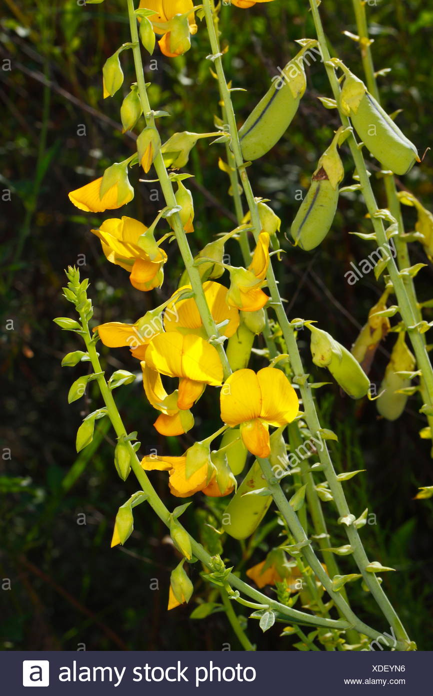 Crotalaria Spectabilis High Resolution Stock Photography and Images - Alamy