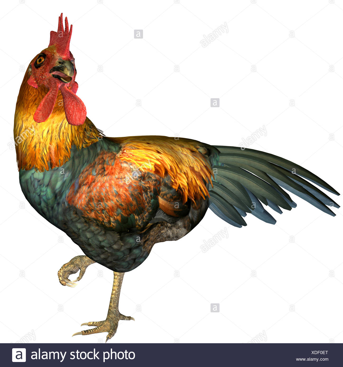 Rooster Foot High Resolution Stock Photography and Images - Alamy