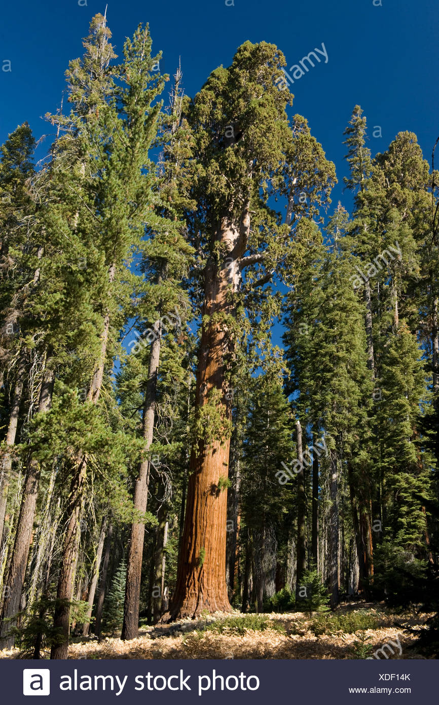 Sequoiadendron Giganteum Stock Photos & Sequoiadendron Giganteum Stock Images - Alamy