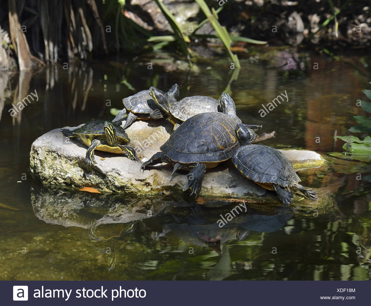 Yellow Bellied Slider Turtles Stock Photos & Yellow Bellied Slider ...