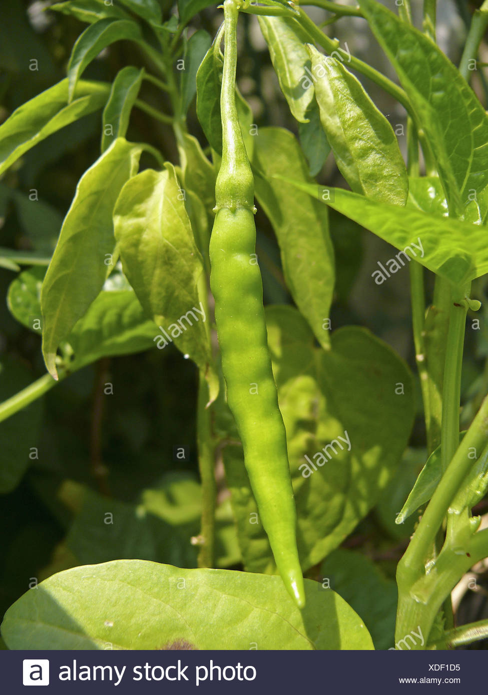 Phallic Fruit Stock Photos & Phallic Fruit Stock Images - Alamy
