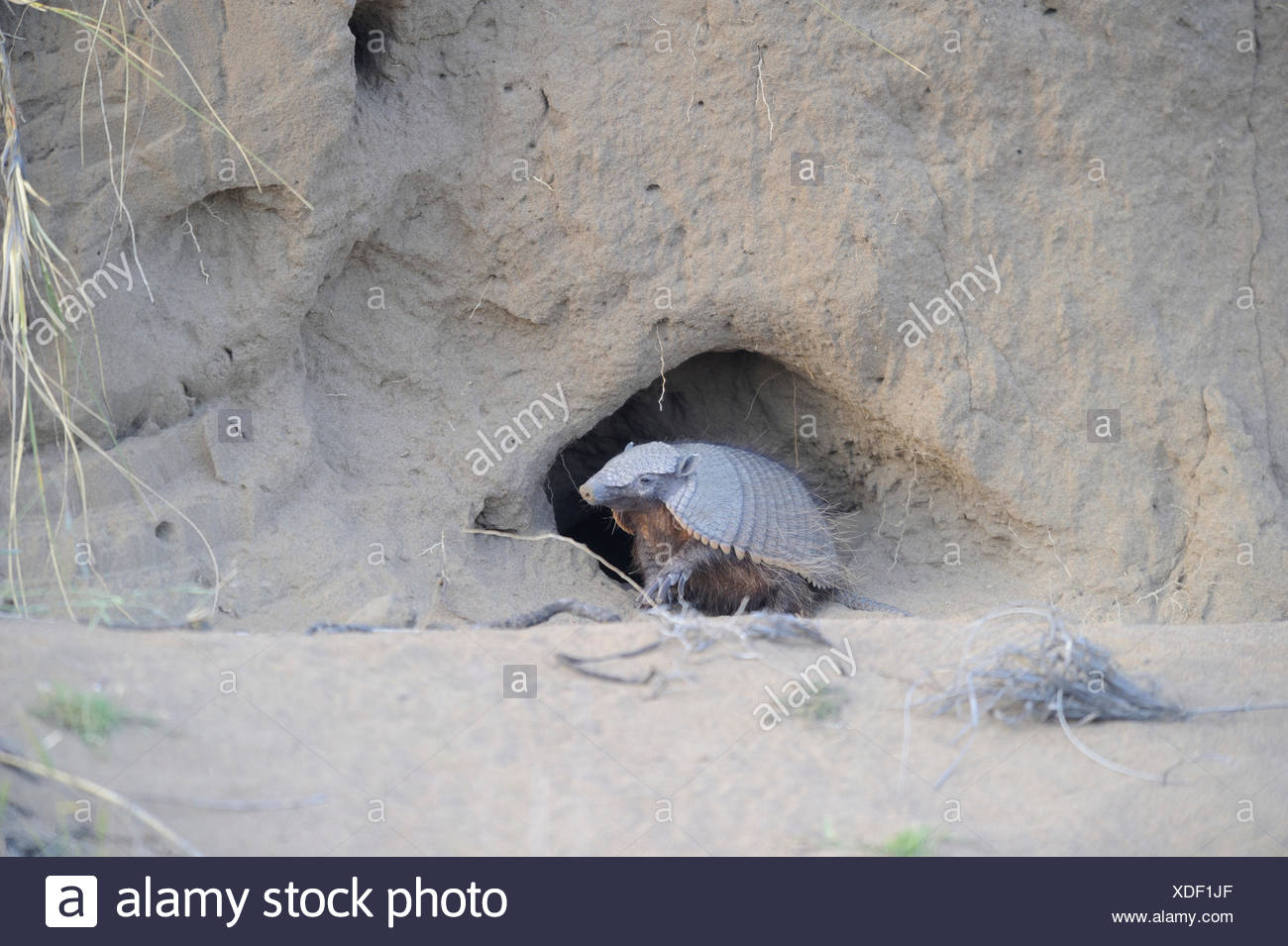 Armadillo Burrow Stock Photos & Armadillo Burrow Stock Images - Alamy