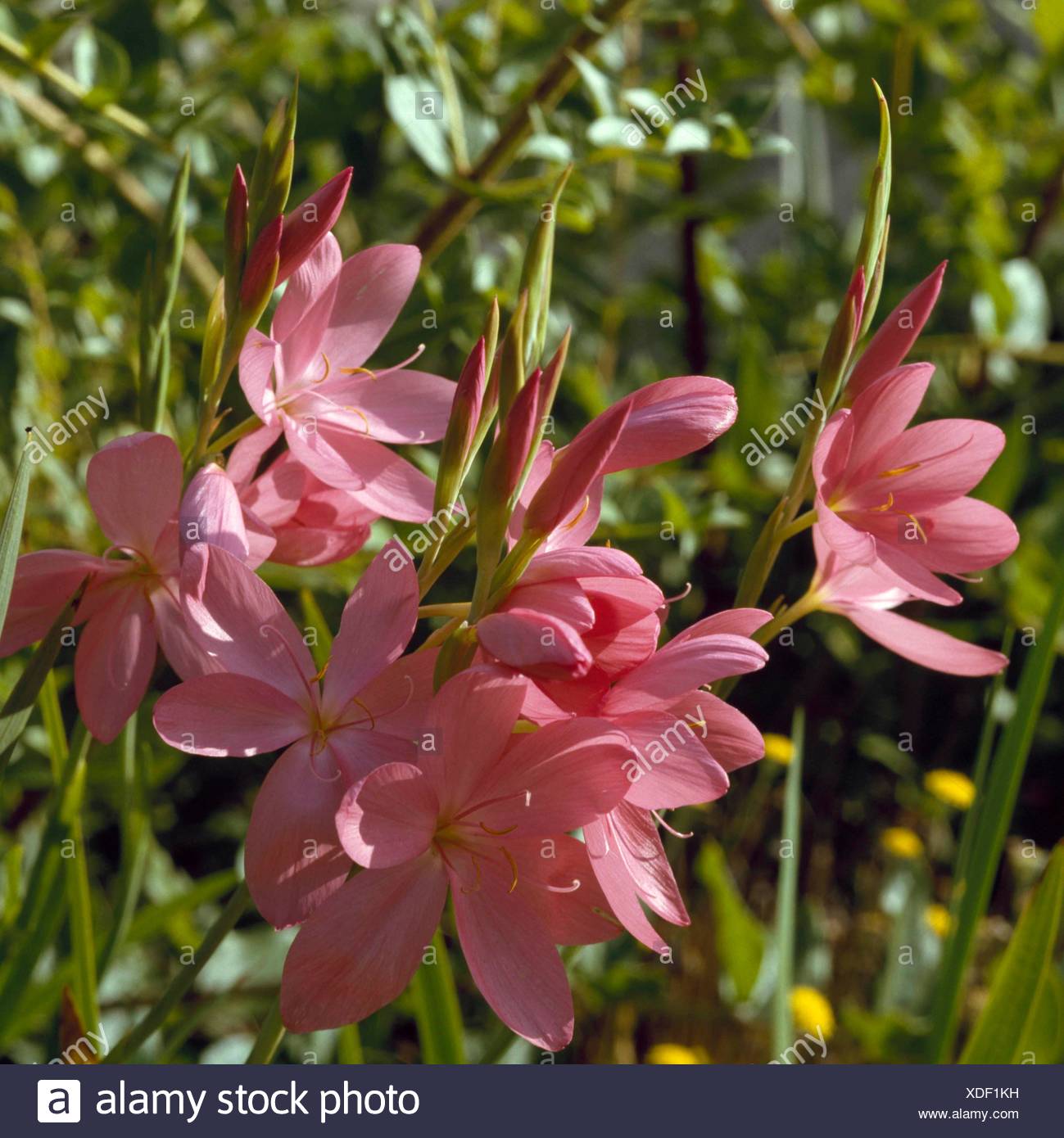 Schizostylis Coccinea High Resolution Stock Photography and Images - Alamy