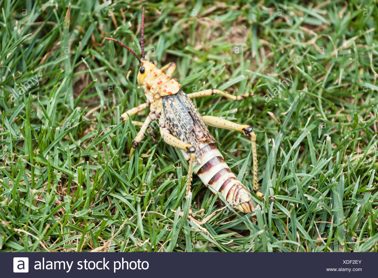 Milkweed Grasshopper High Resolution Stock Photography and Images - Alamy
