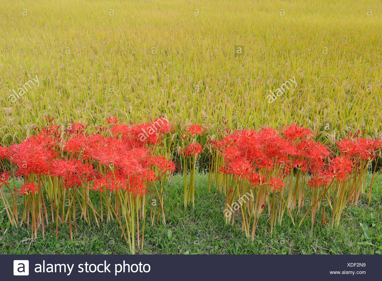 Japanese Spider Lily High Resolution Stock Photography and Images - Alamy