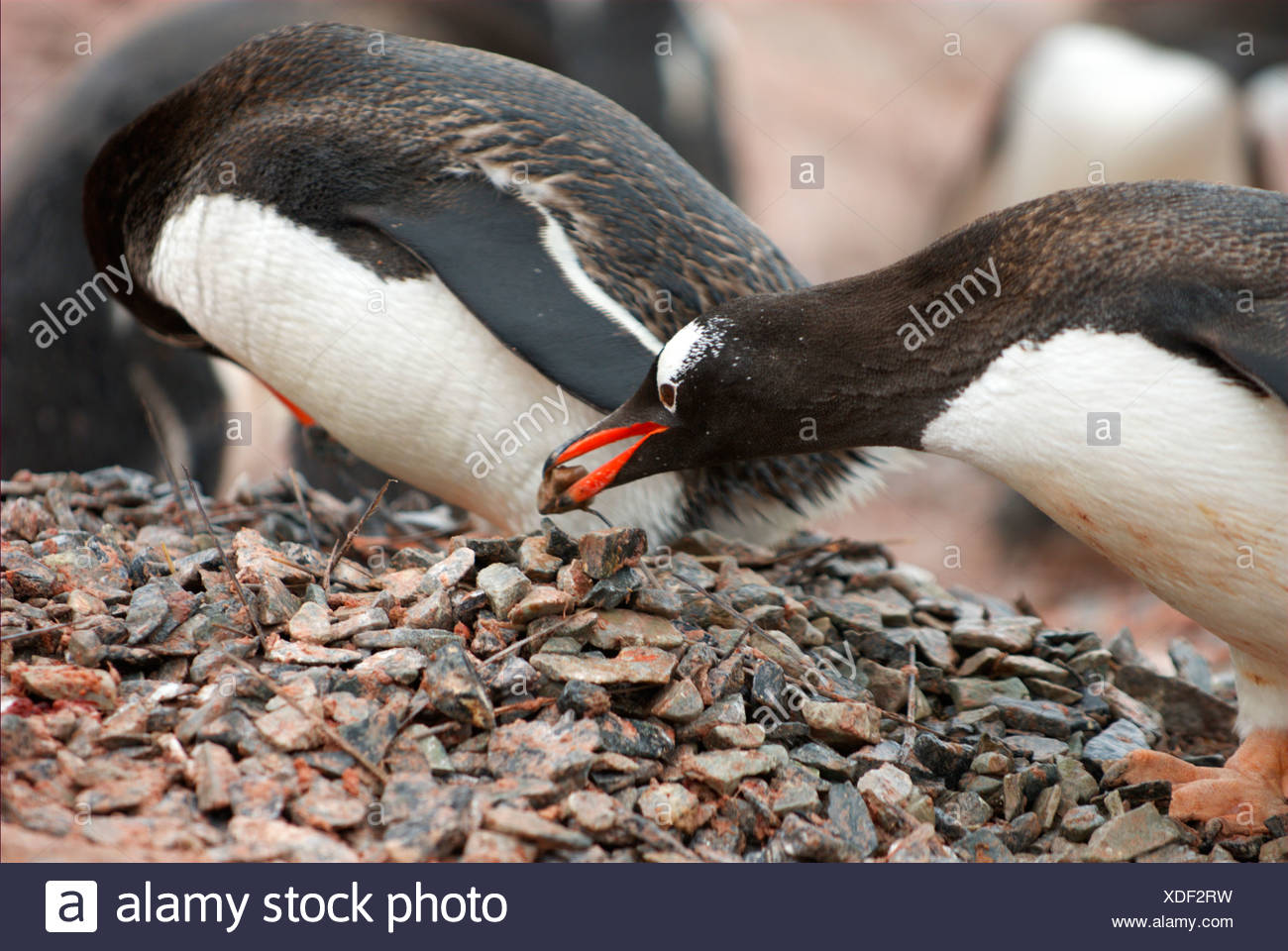 Grab A Lift High Resolution Stock Photography and Images - Alamy