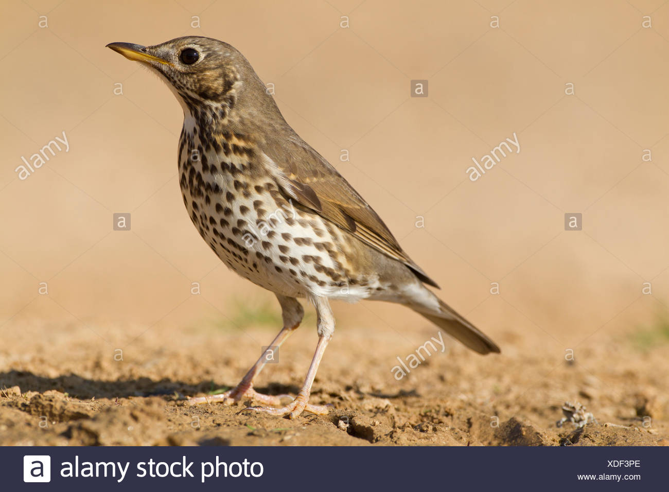 Thrush Bird High Resolution Stock Photography and Images - Alamy