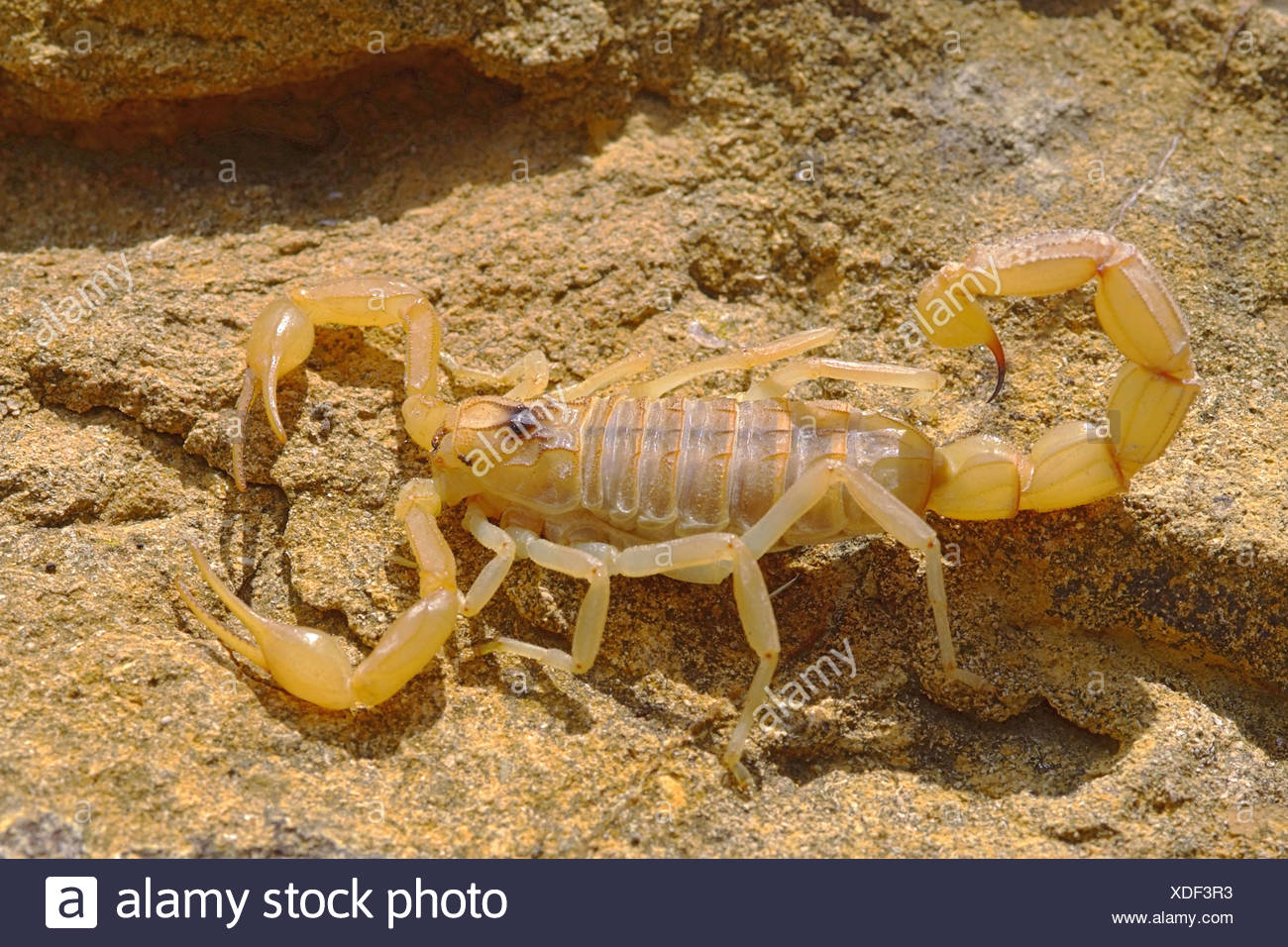 Buthus Occitanus Stock Photos & Buthus Occitanus Stock Images - Alamy