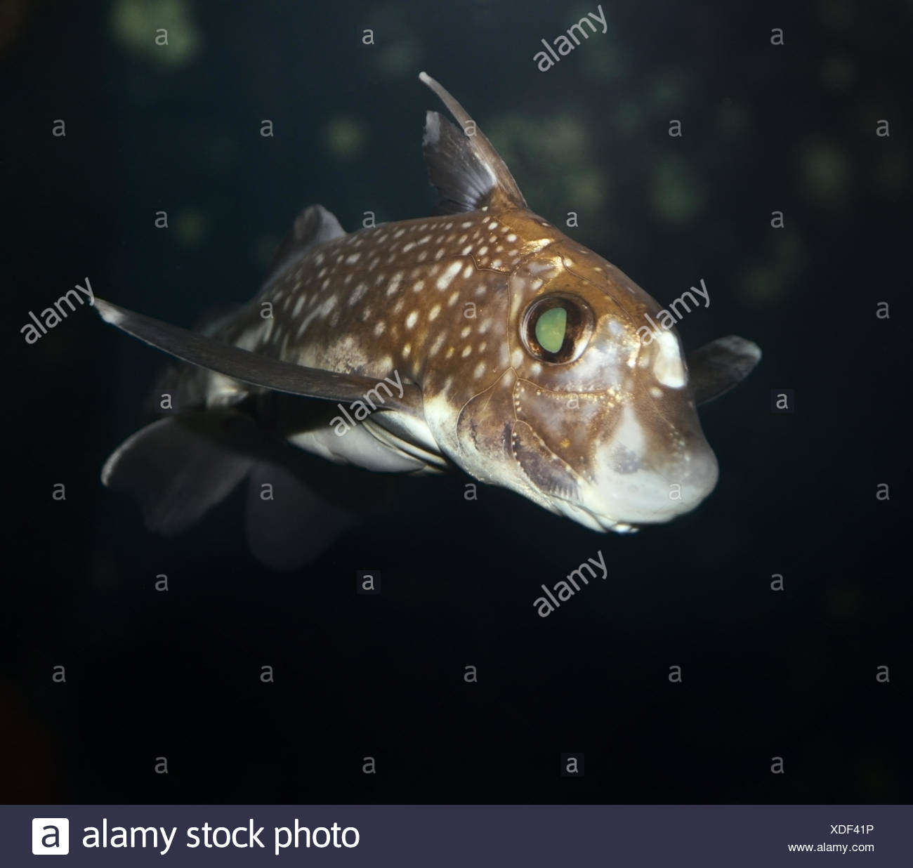 Spotted Ratfish Facts