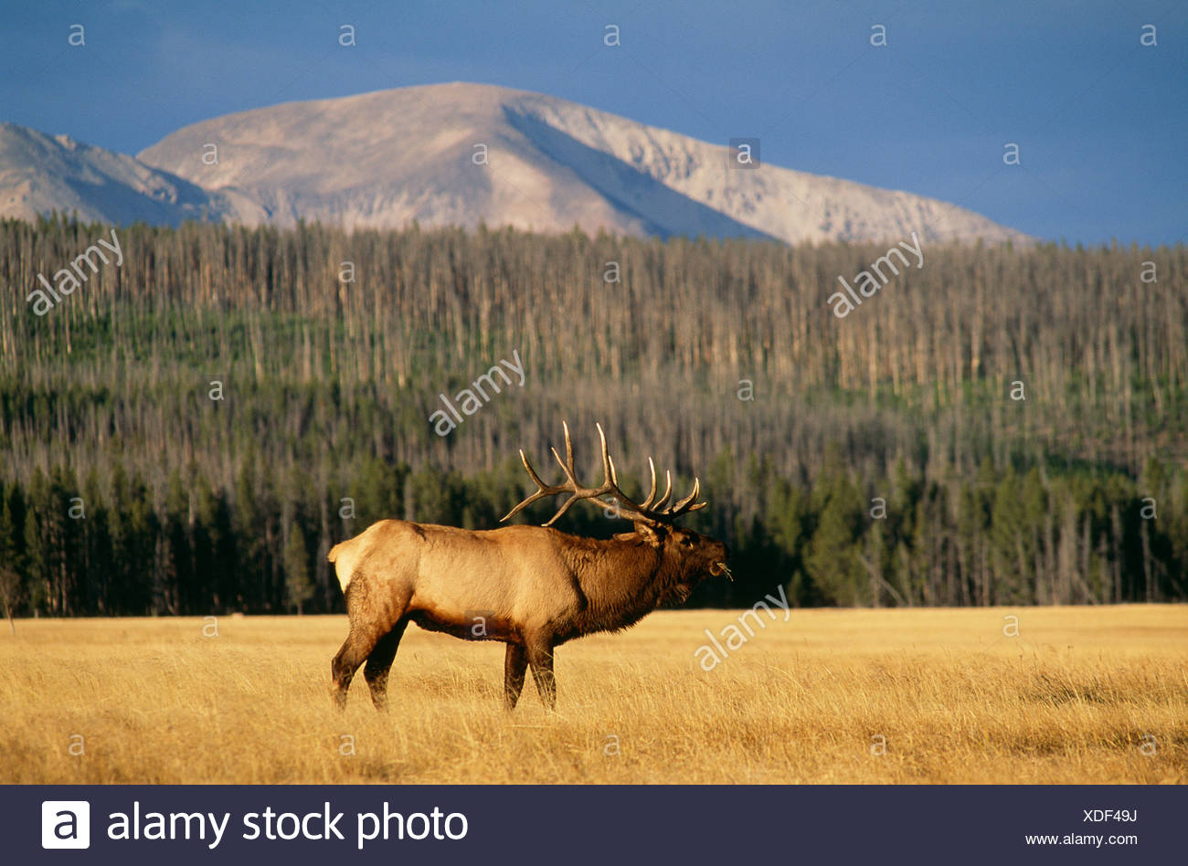 Elk Stock Photos & Elk Stock Images - Alamy