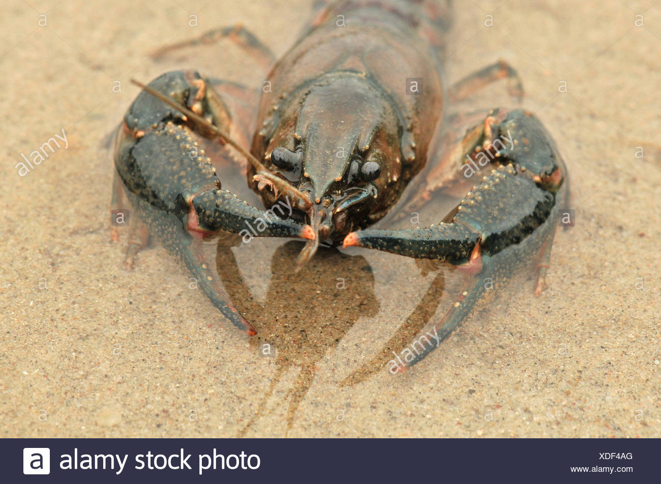 American River Crayfish High Resolution Stock Photography and Images ...