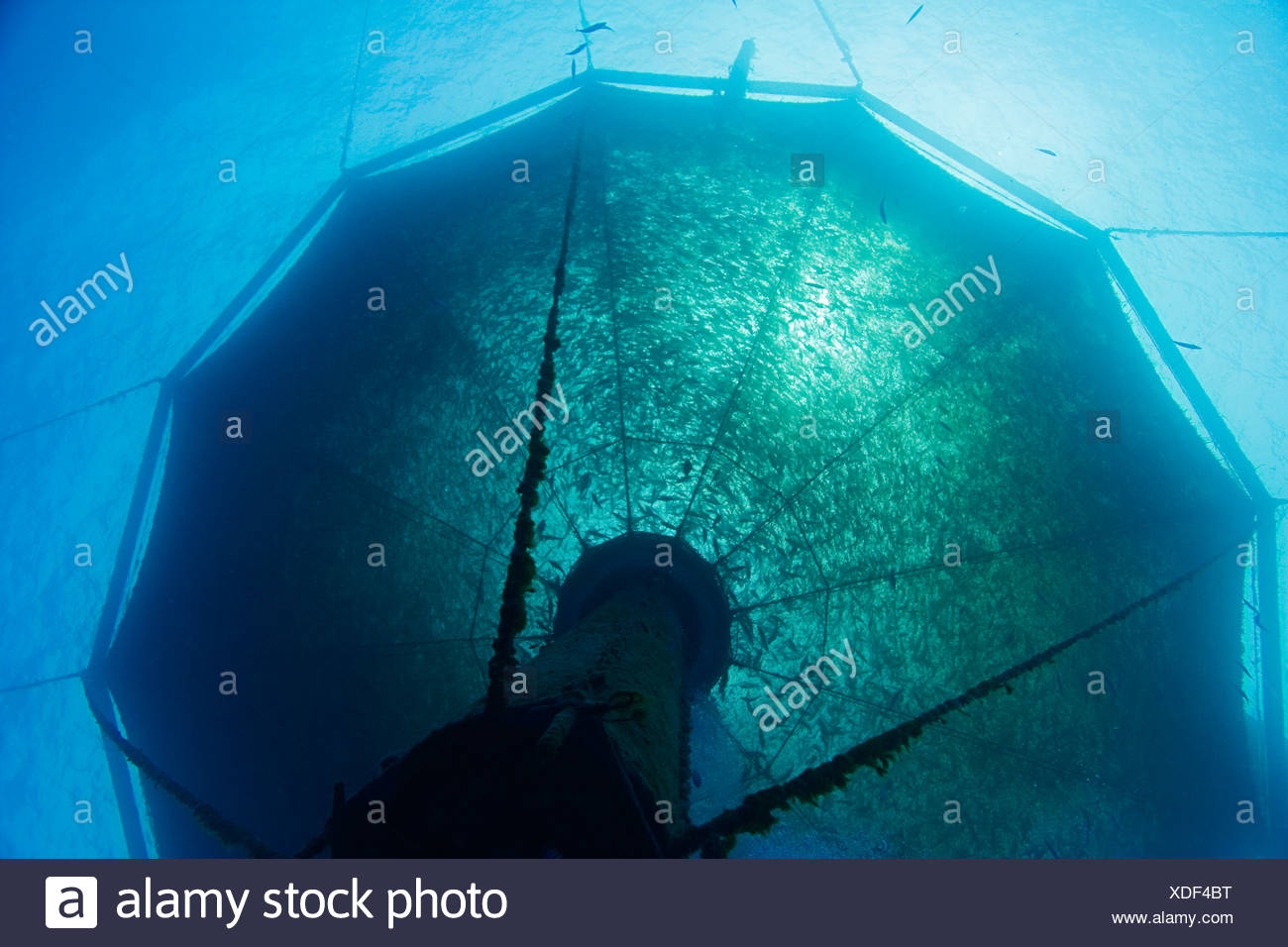 3000 Meter Animal High Resolution Stock Photography and Images - Alamy