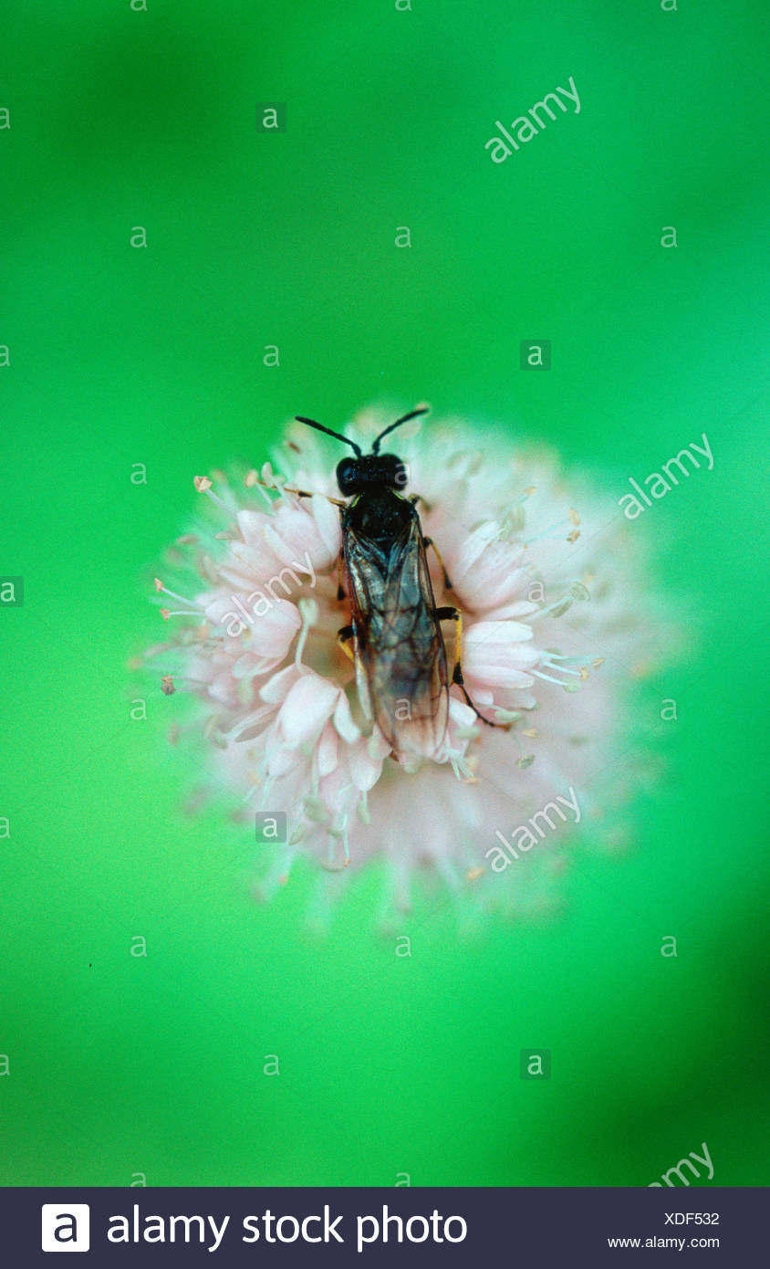 Hymenopterans Stock Photos & Hymenopterans Stock Images - Alamy