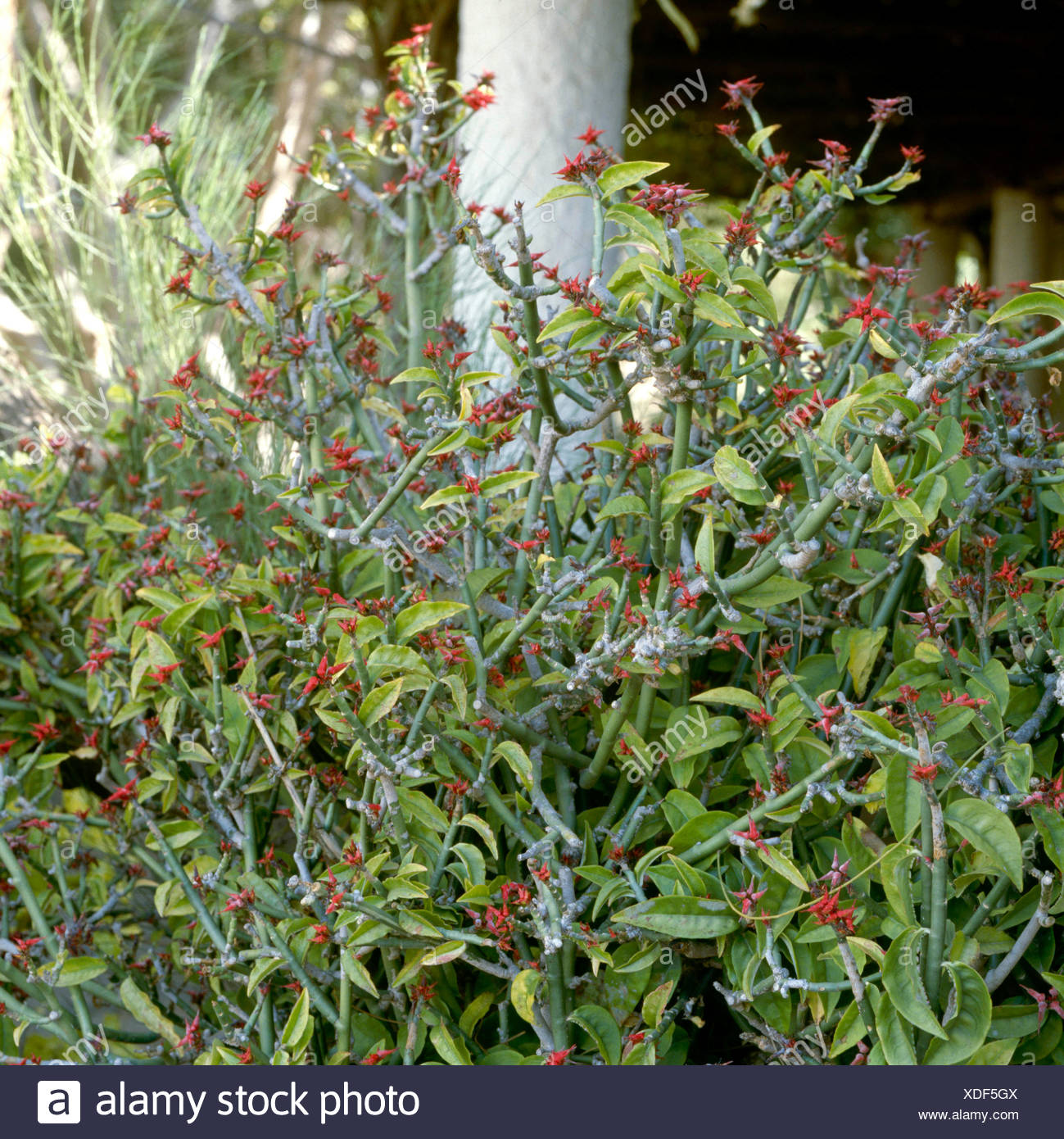 Pedilanthus Tithymaloides Stock Photos & Pedilanthus Tithymaloides ...