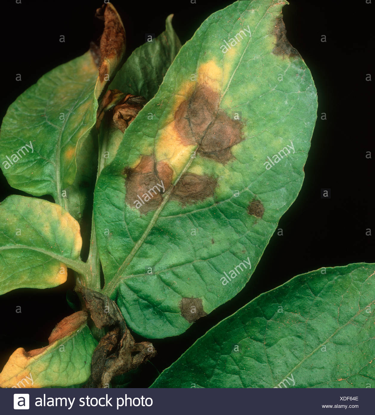 Potato Crop Blight High Resolution Stock Photography and Images - Alamy