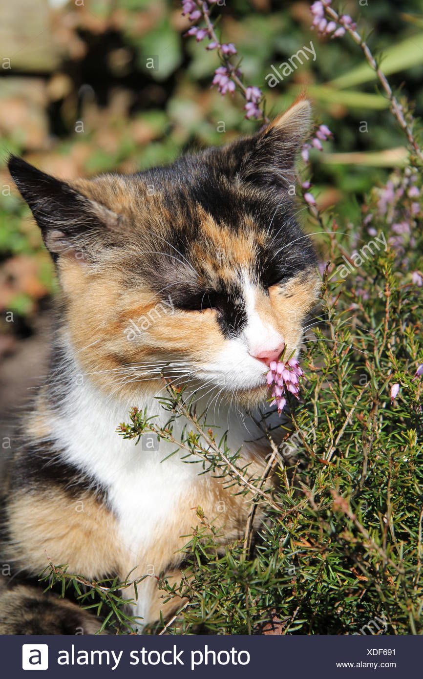 Snuffles Stock Photos & Snuffles Stock Images - Alamy