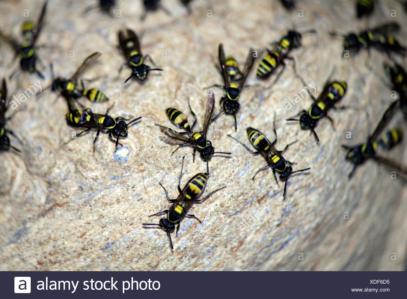 Amazon Wasp High Resolution Stock Photography and Images - Alamy