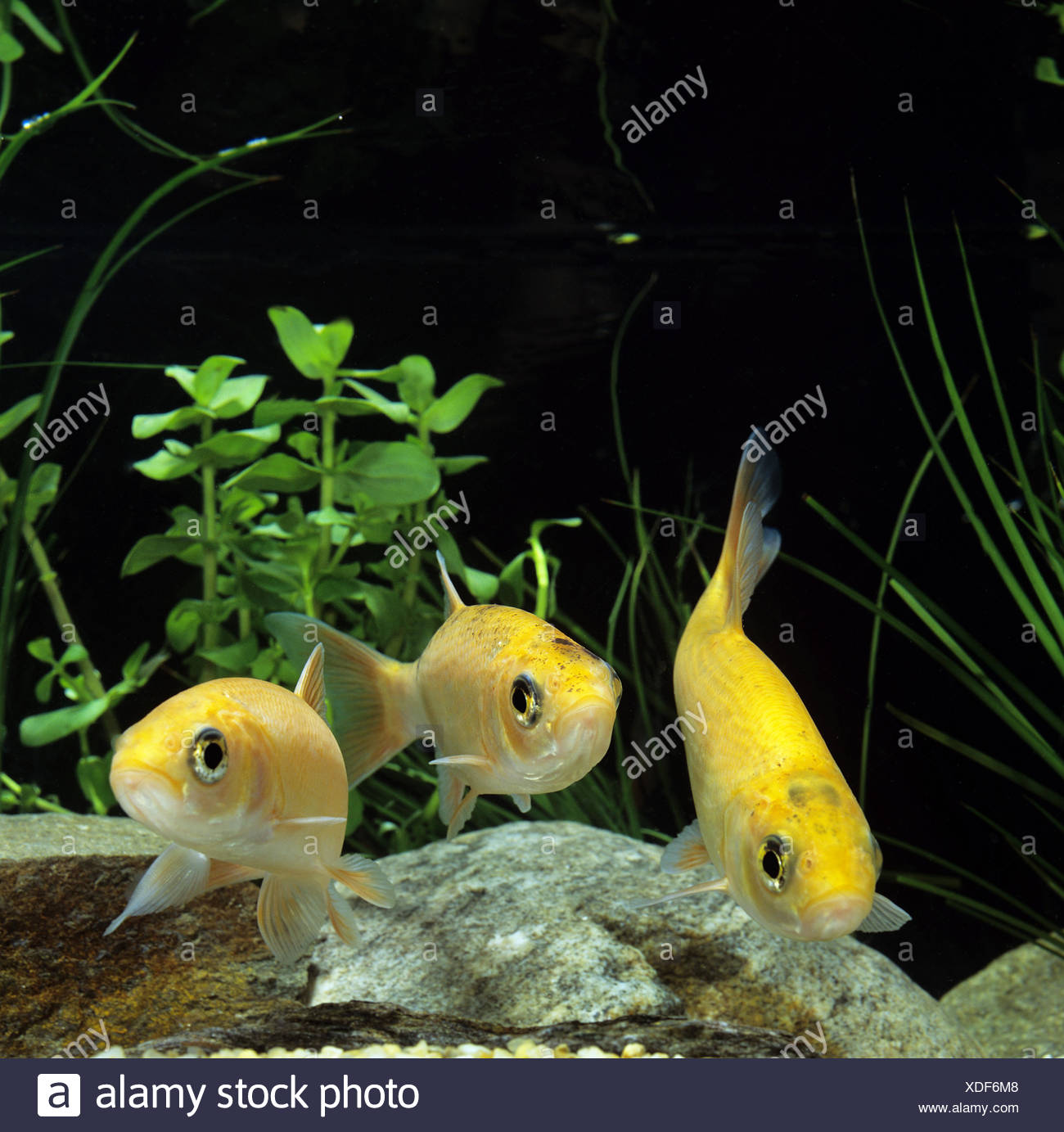 Golden Orfe Stock Photos & Golden Orfe Stock Images - Alamy